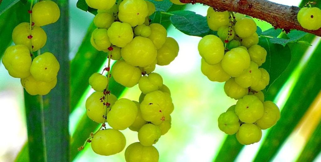 Health benefits of Amla / Amalaki / Indian Gooseberry - ValueFood