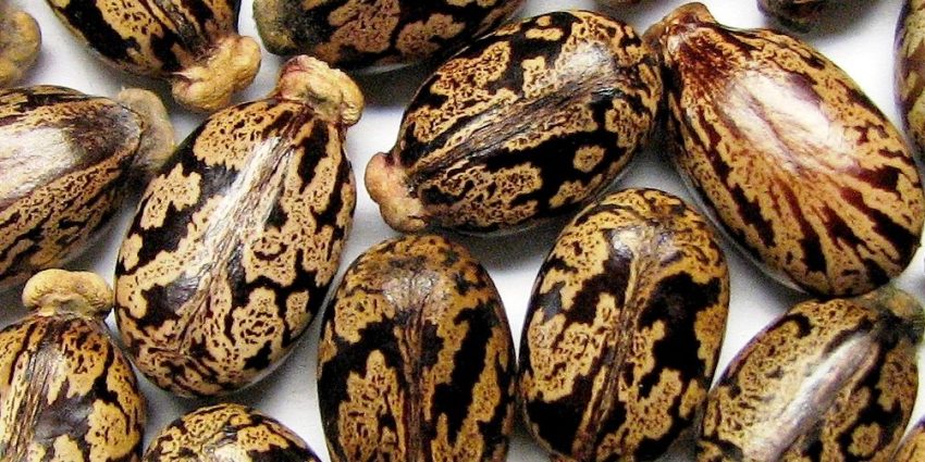 Health Benefits of Castor Seed Oil - ValueFood