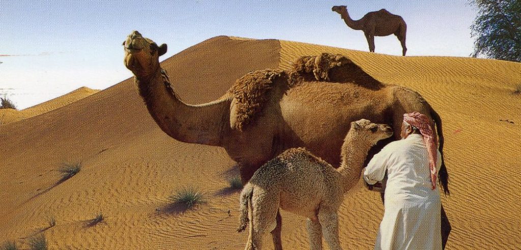 Health benefits of Camel milk - ValueFood
